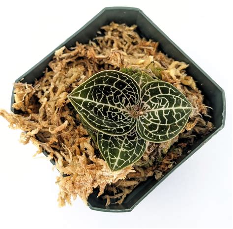 Anoectochilus Formosanus Glass Box Tropicals