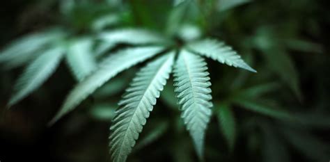 México aprueba el uso recreativo de la marihuana