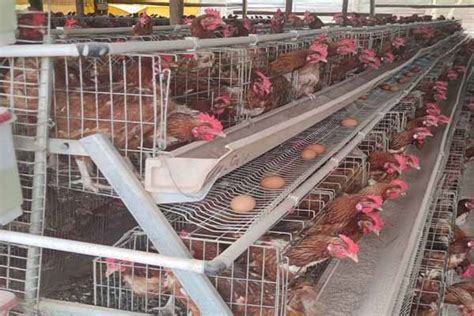 A Type And H Type Layer Chicken Cage System In Poultry Farming Livi