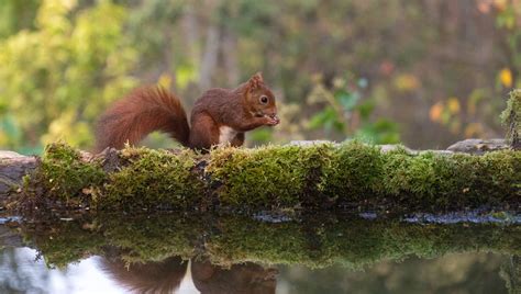 Concours France Bleu gagner un livre La vie illustrée de la forêt de
