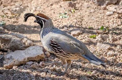 7 Best Quail Breeds To Raise For Eggs Meat Or Hunting 2022