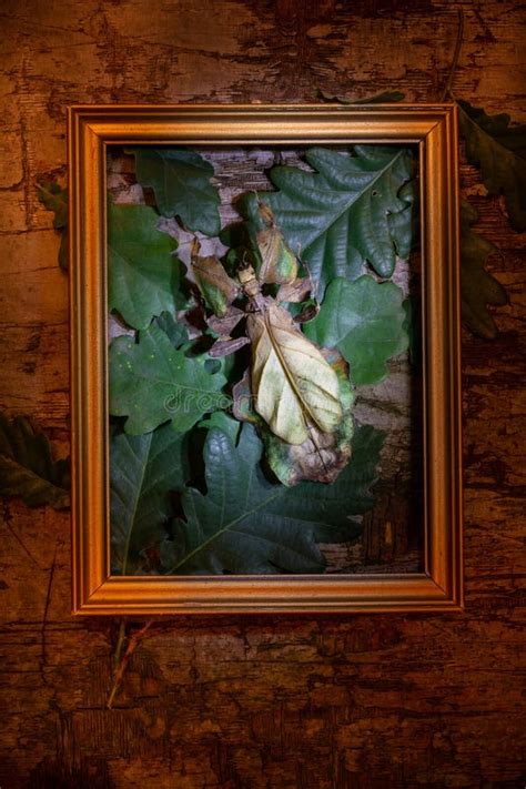 Phyllium Siccifolium On Oak Leaf Stock Image Image Of Background