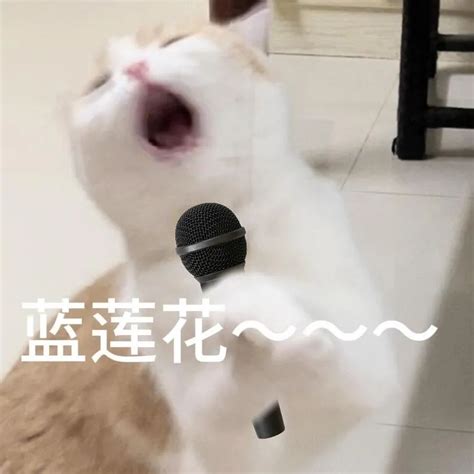 可爱猫咪手持麦克风，张嘴似在激情演唱《蓝莲花》 表情包丨收下哥的玫瑰花表情包图片动图 求表情网 斗图从此不求人
