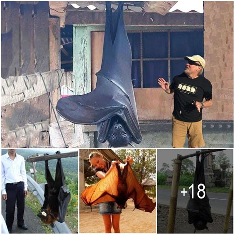 Natures Mystery Exploring The Giant Golden Crowned Fox Bat
