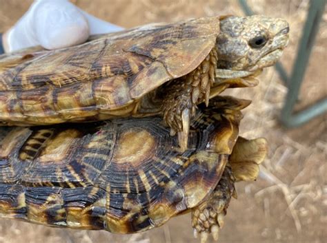Pancake Tortoise Turtle Survival Alliance