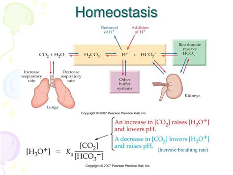 PPT Equilibrium In Acid Base Systems PowerPoint Presentation Free