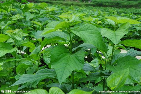 哪个品种的桑树叶好吃 大叶桑树品种介绍 桑树品种有多少种图片 大山谷图库
