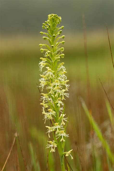 Ragged Fringed Orchid From Kennebunk Me 04043 Usa On July 09 2023 At