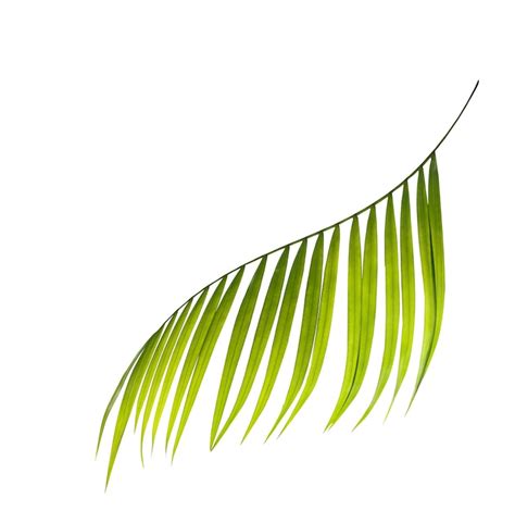 Images De Feuille Cocotier Png Téléchargement Gratuit Sur Freepik