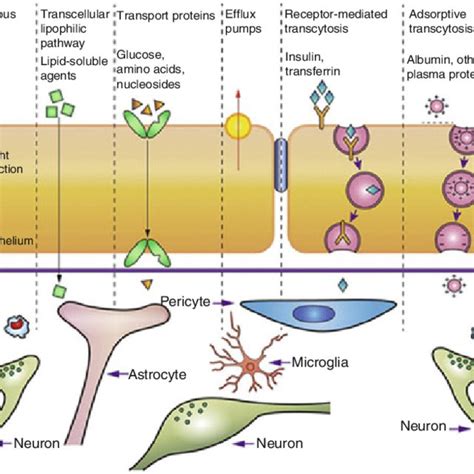 Transport Pathways Across The Blood Brain Barrier A Paracellular