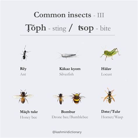 Kyom Kyom Insect Fly Worm Chrysalis Or The Like Ryey Ant Kaakaz