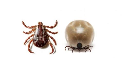 Garrapatas Tipos Como Detectar En Casa Tratamiento Huevos Atacan