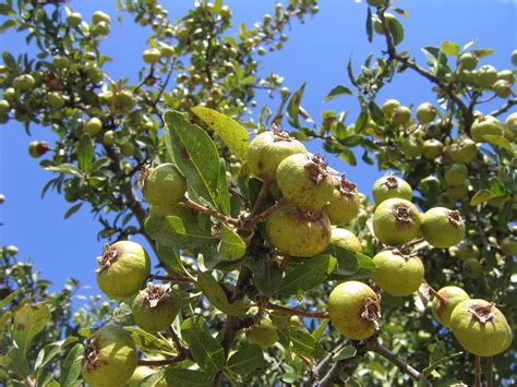 Pyrus Amygdaliformis Vill Flora Mare Nostrum