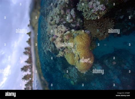Split Image Of Pristine Coral Reef And Island Rongelap Atoll Marshall