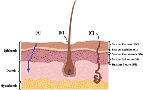 Schematic Representation Of A Cross Section Of The Skin The Main