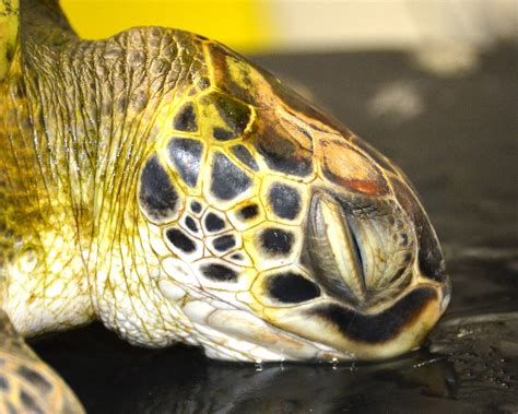 Sea Turtle Hospital Amazing Healing Of Bristol S Shell Fracture