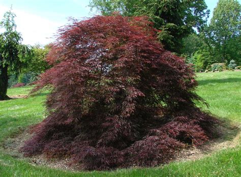 Acer Palmatum Dissectum Tamukeyama The Site Gardener