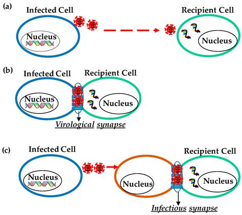 German Cut Circumcision