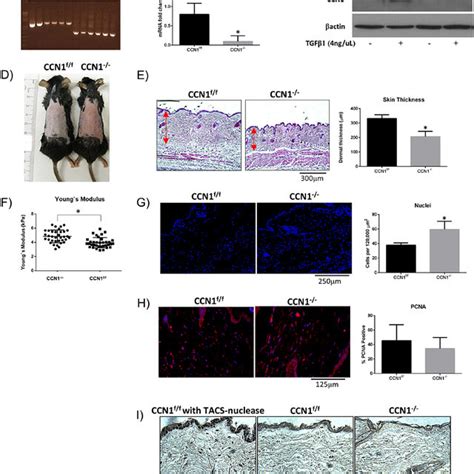 Pdf Ccn1 Expression By Fibroblasts Is Required For Bleomycin Induced Skin Fibrosis