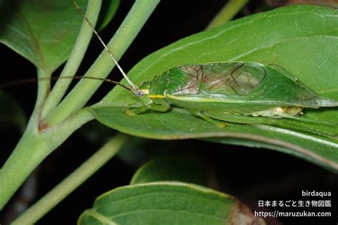 アオマツムシ 日本まるごと生き物図鑑