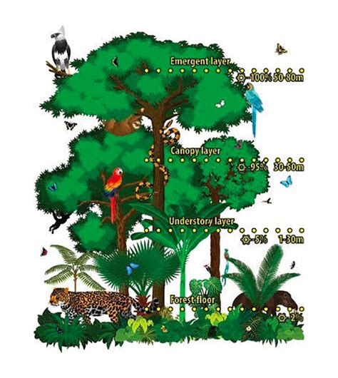 Levels Of The Amazon Rainforest At Hunter Langham Blog