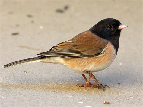 Dark Eyed Junco Celebrate Urban Birds