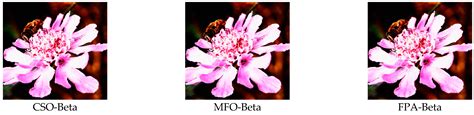 Adaptive Image Enhancement Algorithm Based On Variable Step Fruit Fly Optimization Algorithm And