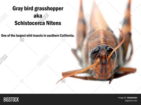 Gray Bird Grasshopper Image And Photo Free Trial Bigstock