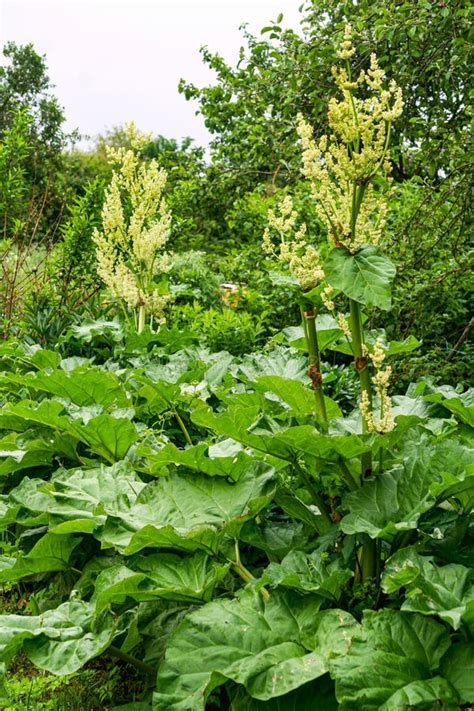 Leaves And Flowers Of Laurustinus Viburnum Tinus It Is A Species Of