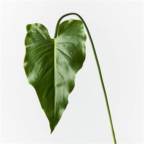 Calla Lily Leaf Fi9220gr