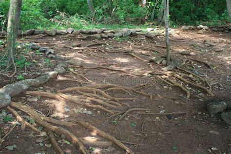 Roots Pattern On The Ground Stock Image Image Of Growing Trees