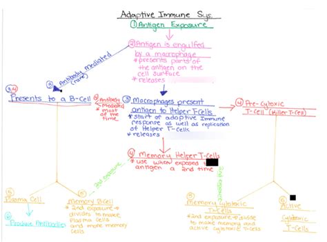 Unit 10 Lymphatic And Immune Systems Part 2 Diagram Quizlet