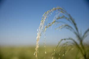 A Guide To Teff Flour The Teff Company