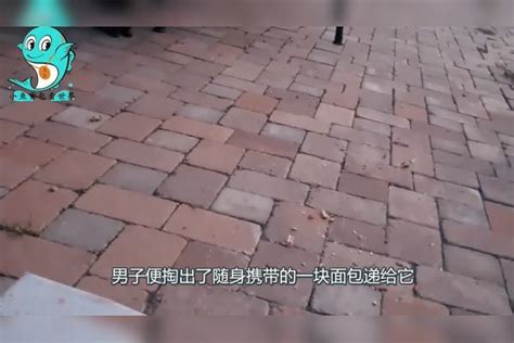 男子偶遇土拨鼠，掏出一块饼干给它，随后的画面谜一样熟悉