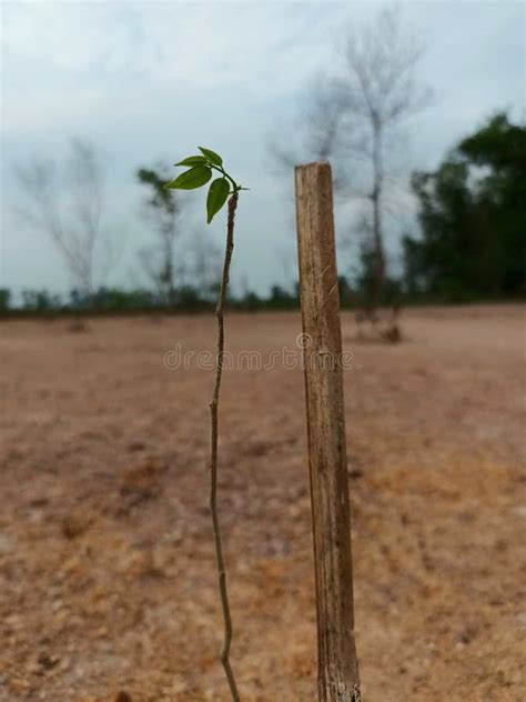 A Perennial Tree Sapling Is Growing Thailand Stock Image Image Of