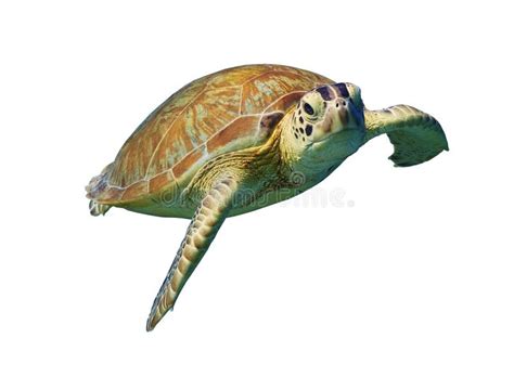 Tortuga De Mar Verde Aislada En El Fondo Blanco Foto De Archivo