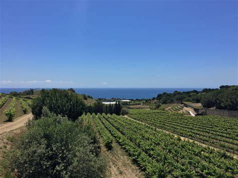 Tour De Vinos Y Tapas En La Bodega Alta Alella Barcelonatours