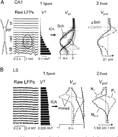 Figure 2 From Diversity Of Lfps Activated In Different Target Regions