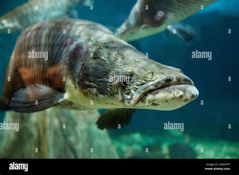 Large Captive Arapaima Arapaima Gigas Swims Towards The Camera In Aquarium Aquaria Klcc
