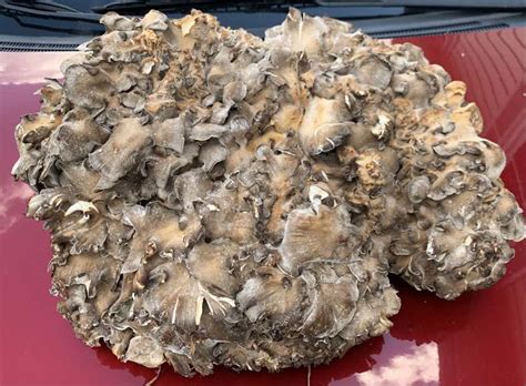 Wild Foraged Maitake Hen Of The Woods Double Extracted Tincture Foraged
