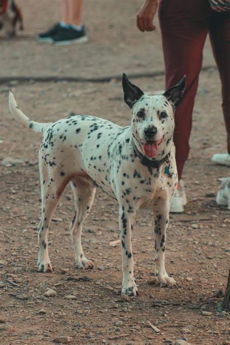 Doberman Dalmatian Photos Download The Best Free Doberman Dalmatian