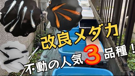 メダカ初心者にオススメの大人気品種3つ！メダ活のススメ