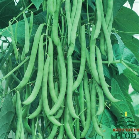 Mahune Visoke Blue Lake 100 G Trgovina Plod