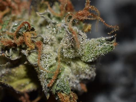 Big Bud Autoflower Konopí Seedstockers Cannapedia