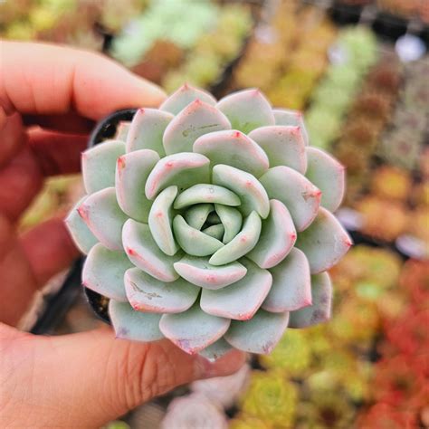 다육이 화분 도매 전문