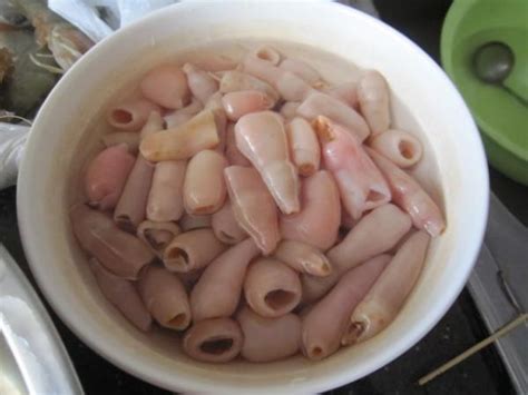 讓人浮想聯翩的小生物被人們稱為裸體海參是男性的福音 每日頭條