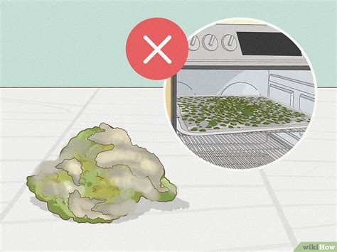 Signs Of Moldy Weed What It Looks Like And What To Do