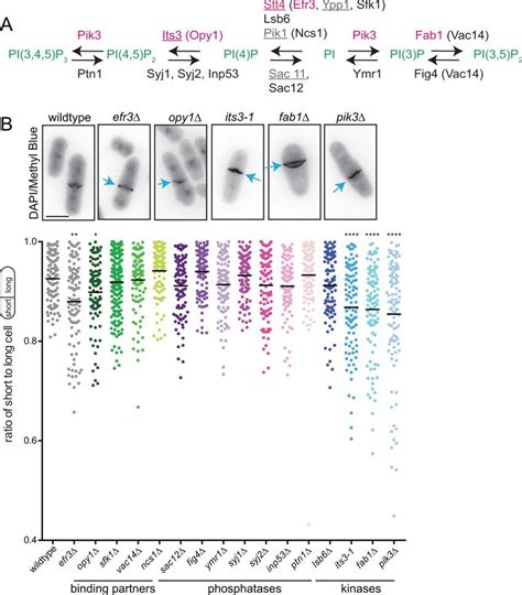 Analysis Of Septum Placement In Gene Deletions Of Pip Regulators A