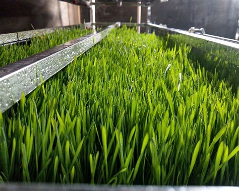 集装箱式水培牧草设施 温室大棚无土栽培技术 青泓农业