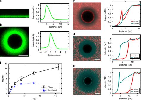 Brush Concentration Profiles Nanoparticle Sieving And Growth Dynamics Download Scientific
